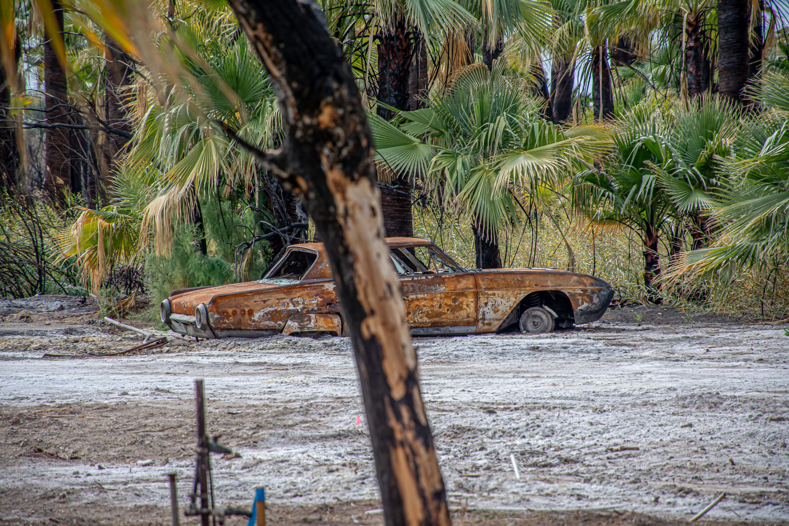 ‘Outside-of-the-Box’ Idea Sparks Imperial County Fire Abatement Project