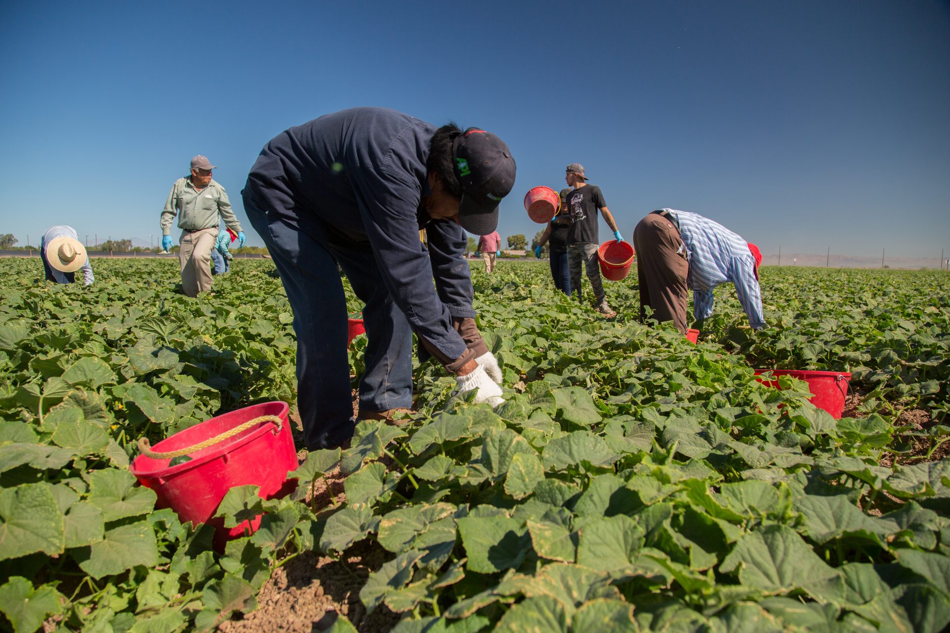 A Day to Honor State’s Farmworkers » Holtville Tribune
