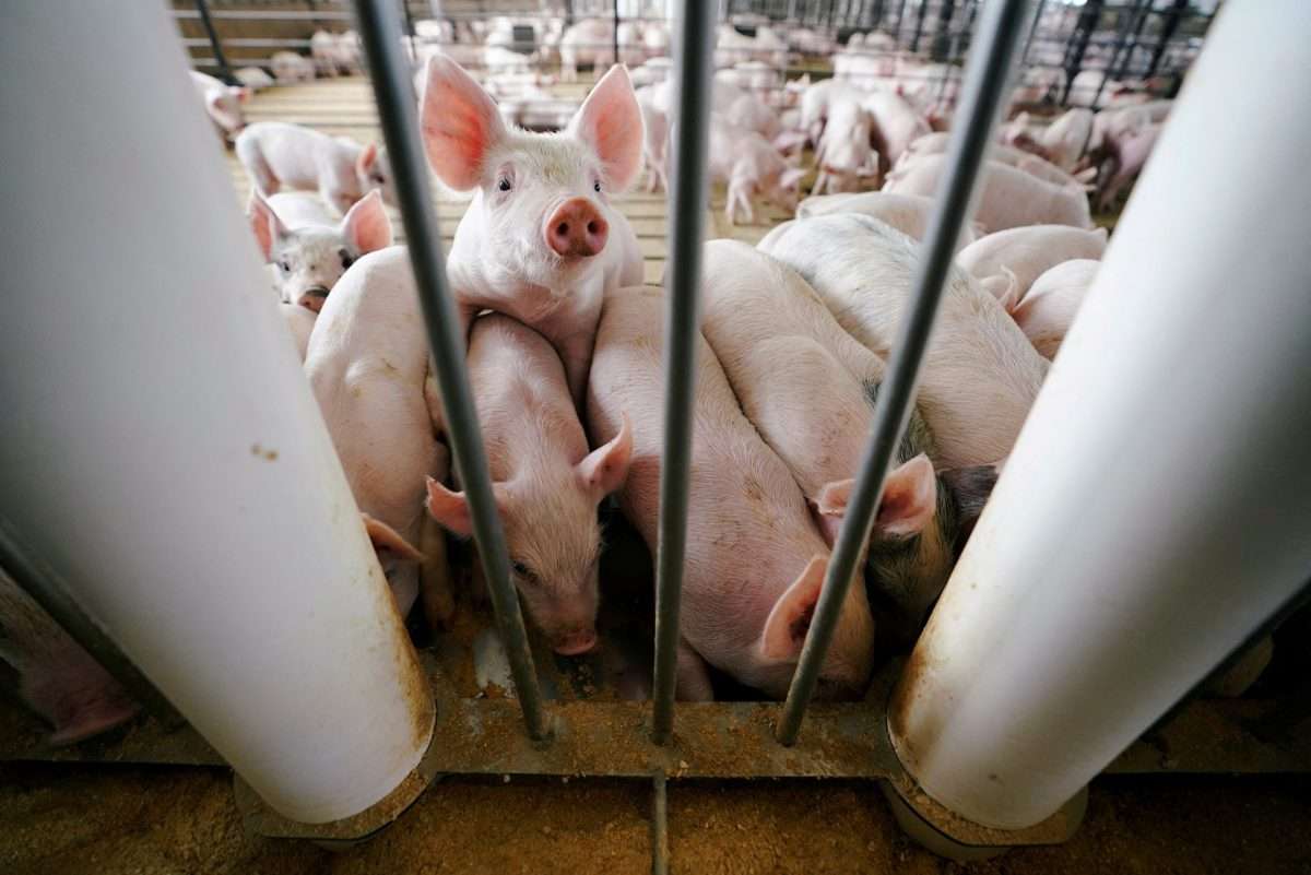 WHATMATTERS: California Pig Law Exposes a Divided America » Holtville ...