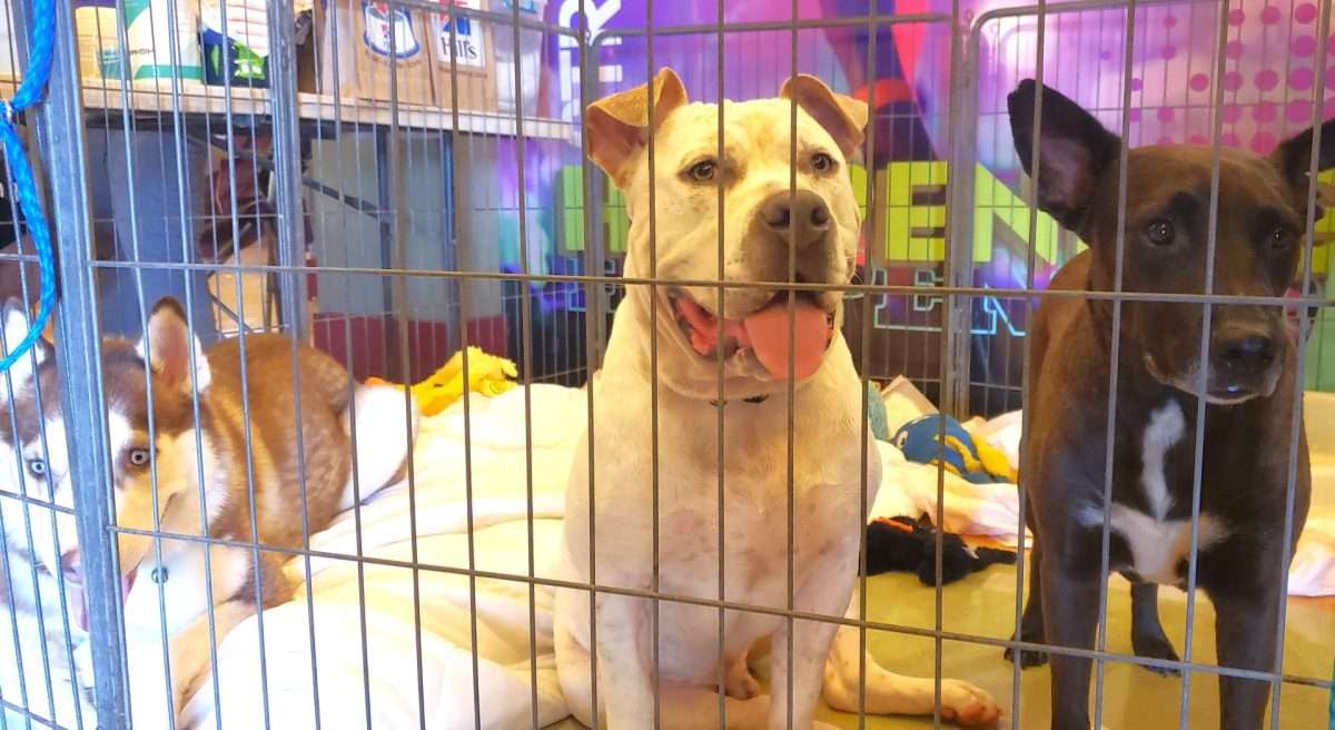 Imperial Council to Humane Society: ‘You My Dawg’ » Holtville Tribune