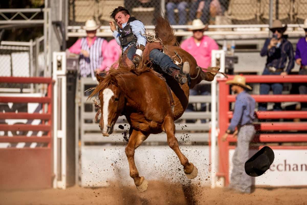 Rodeo Recalls Cattle Call’s Roots in Cattle Industry » Holtville Tribune