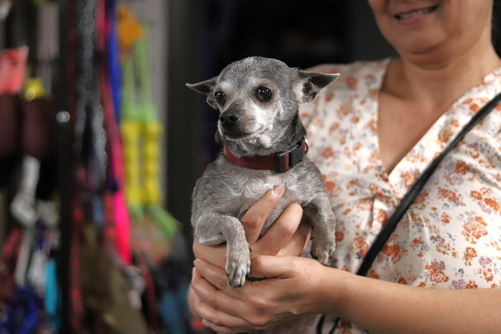 IV Humane Society Summer Goal to ‘Empty the Shelter’ » Holtville Tribune